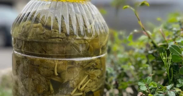 pickled leaves (3kg)